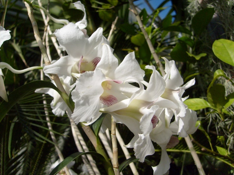 실성증(Aphonia) : 네이버 블로그