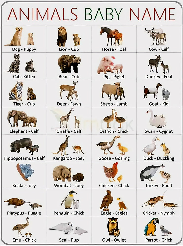 🐯 동물 아기 이름 🐯 ANIMALS BABY NAME : 네이버 블로그