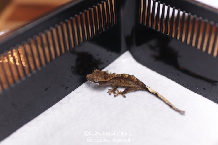 진주 파충류 전문샵 브리딩 센터 이벤트 공지 및 역대급 크레스티드 게코 분양 리스트 🖤💛 네이버 블로그