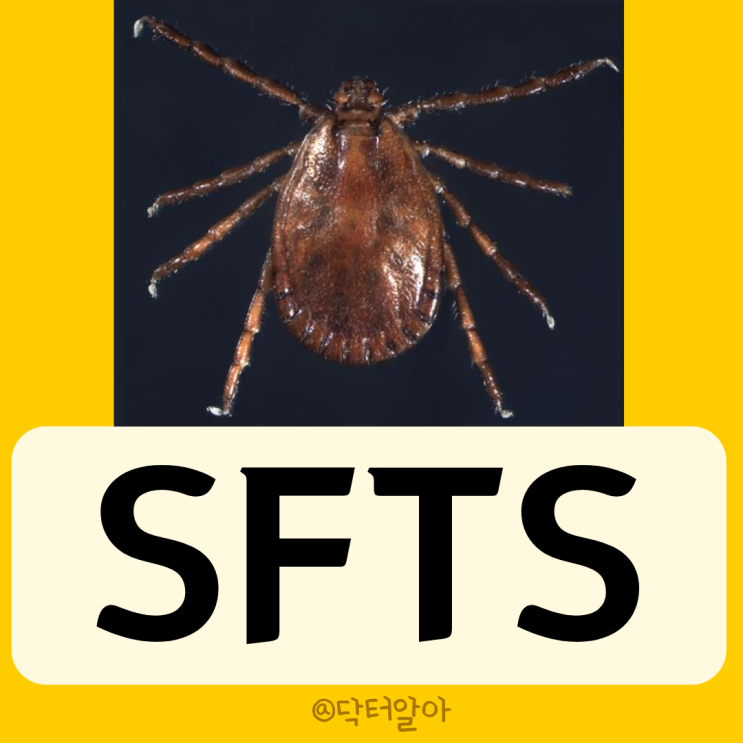 중증열성혈소판감소증후군 SFTS 진드기 정의 증상 진단 치료 예방 : 네이버 블로그