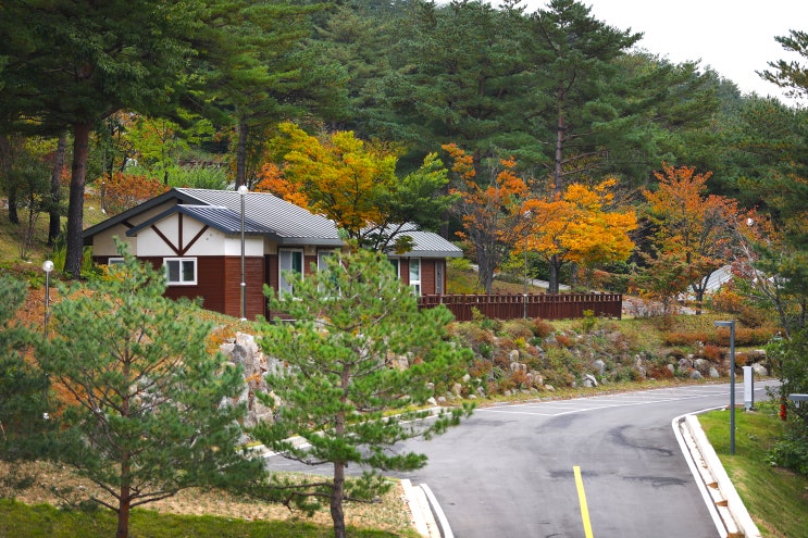 강원도 양양군 힐링 여행지 송이밸리 자연휴양림 네이버 블로그