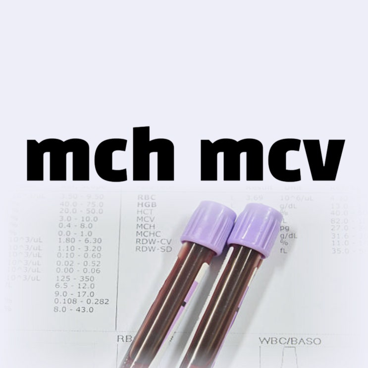 mcv mch 수치 높으면 나타날 수 있는 증상 정상 수치(낮으면) : 네이버 블로그