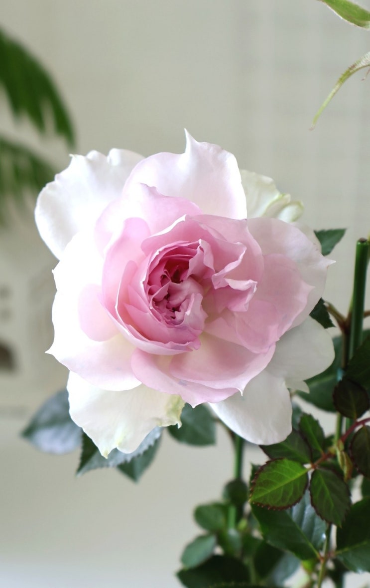 일본 장미 샬리마 Shalimar rose : 네이버 블로그