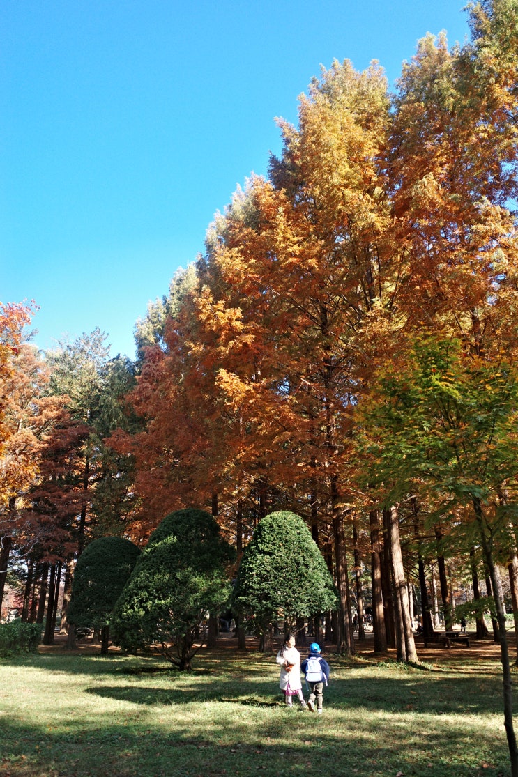 생애 첫 남이섬 여행. 정관루 아네모네 (리코 gr3) : 네이버 블로그