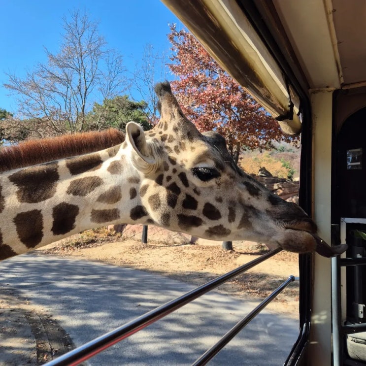 에버랜드 사파리월드, 로스트밸리, 평일줄서기, 관람팁, 스마트줄서기 후기 : 네이버 블로그