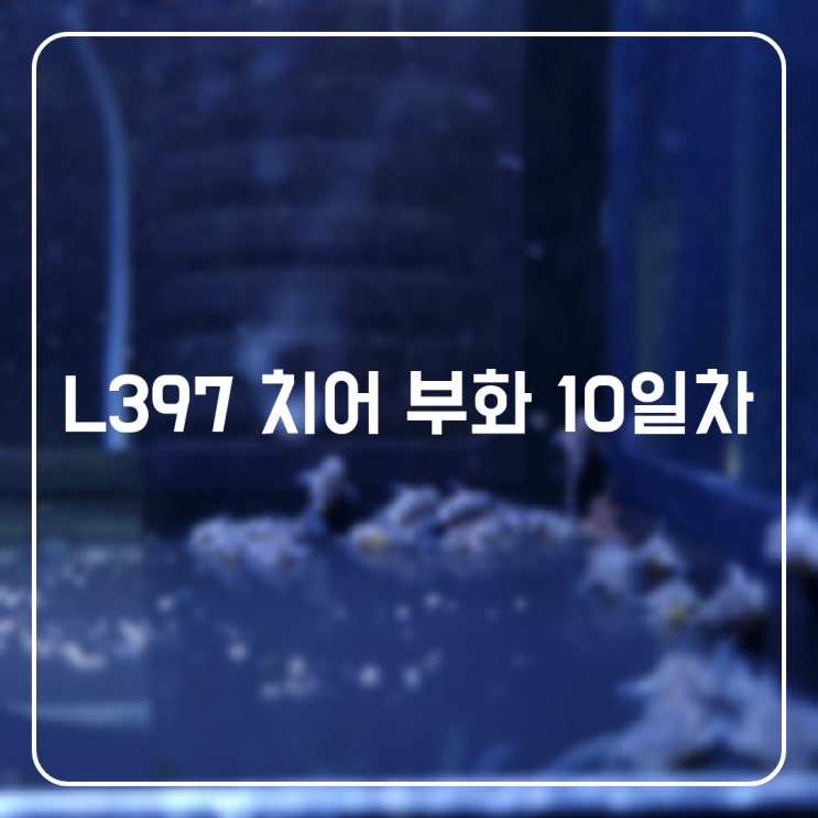 L397 치어 부화 10일차 : 네이버 블로그