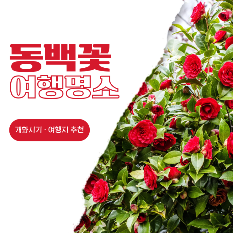 동백꽃 명소 통영 까멜리아 사천 노산공원 부산 화명생태공원 개화시기 겨울 여행지 추천 네이버 블로그