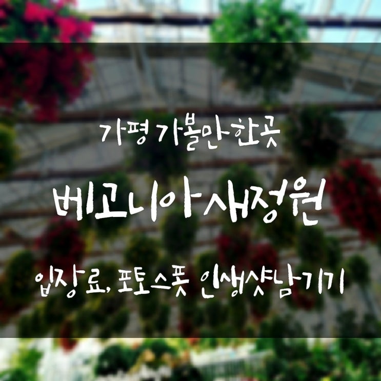 가평베고니아새정원 방문 후기 알뜰한 할인팁과 포토존 인생샷남기기 네이버 블로그