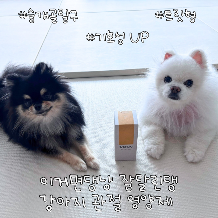 강아지 포메 슬개골 관절 잘달린댕 프리미엄 영양제 급여후기 네이버 블로그