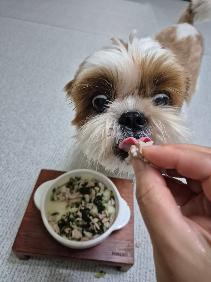 강아지 특식으로 준비한 감자탕 자연식 만들기 : 네이버 블로그