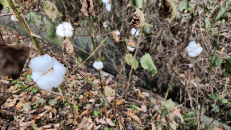목화로 뭘 하지? : 네이버 블로그