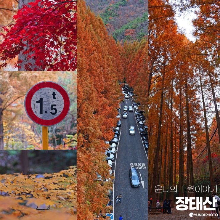 대전 장태산 자연휴양림 가볼만한곳 메타세쿼이아 출렁다리 형제바위 전망대 단풍 애견동반 대중교통 주차 네이버 블로그