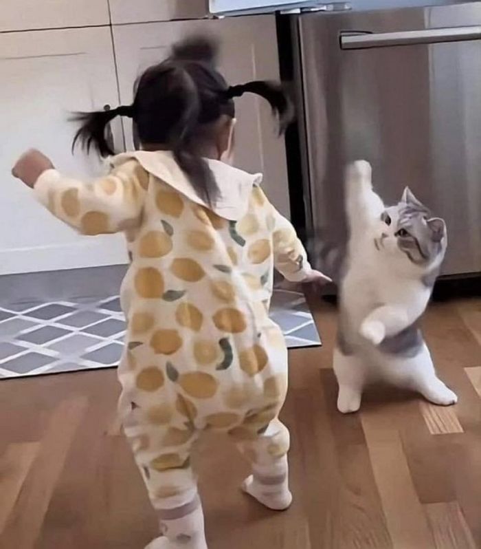 "아이가 엉거주춤 춤추고 있는데 싸우자는 줄 알고 고양이가 덤벼들어요" #고양이키우기 : 네이버 블로그