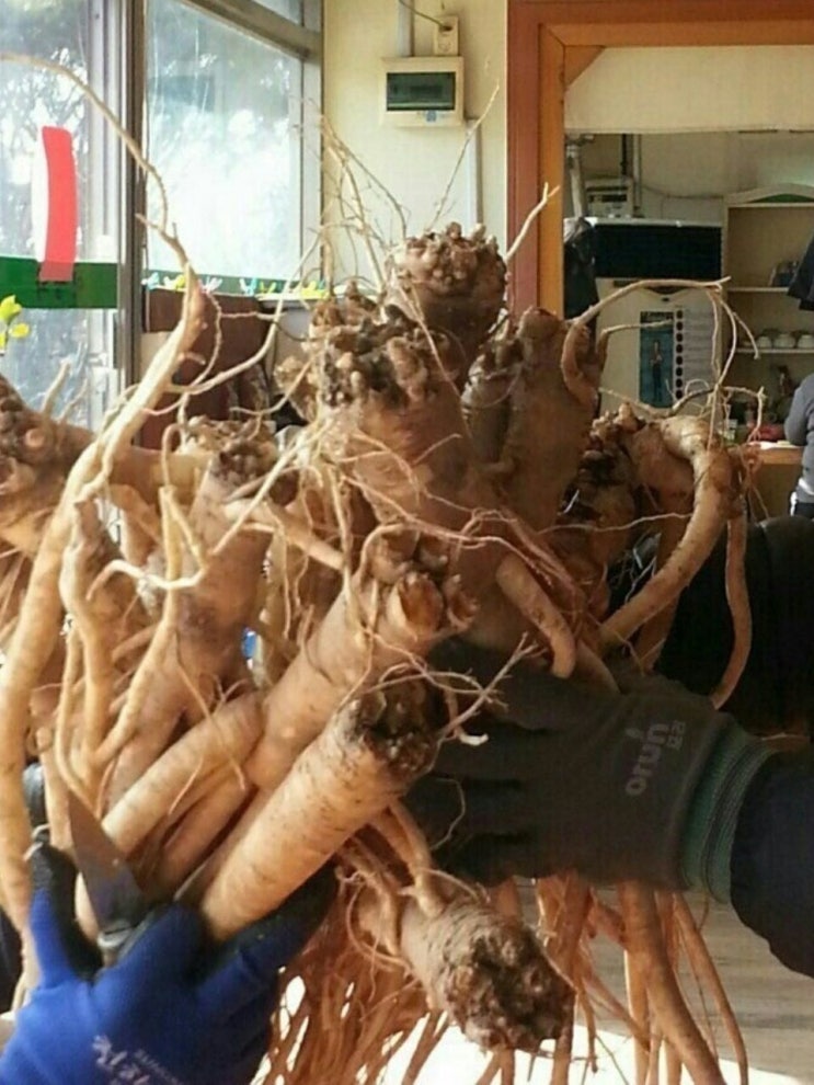 약도라지 꿀절임(도라지청) : 네이버 블로그