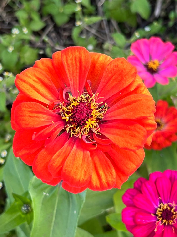 백일홍 : 네이버 블로그