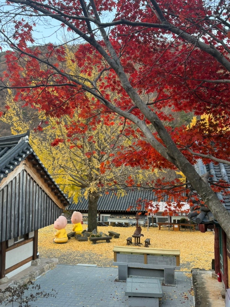일상 가을 대구근교 경산 은행나무 단풍 경흥사 사찰 그리고 광주행 : 네이버 블로그