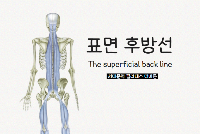 [근막 2] 몸을 펴는 힘, 표면 후방선(The superficial back line) l 필라테스 더바른 : 네이버 블로그