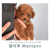 말티푸 푸들 말티즈 성견 미용 믹스견 종류 수명 성격 분양 귀여운 강아지 키우기 네이버 블로그