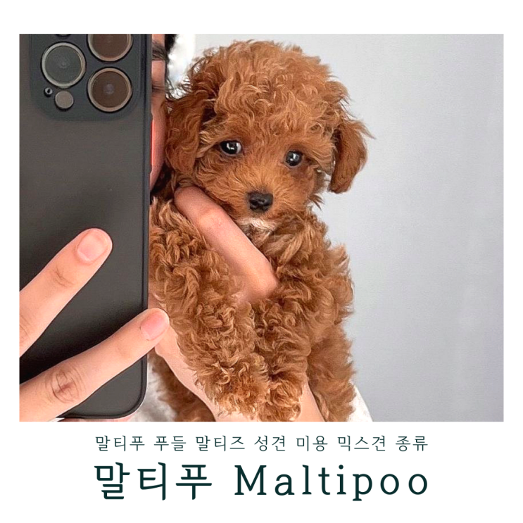 말티푸 푸들 말티즈 성견 미용 믹스견 종류 수명 성격 분양 귀여운 강아지 키우기 네이버 블로그