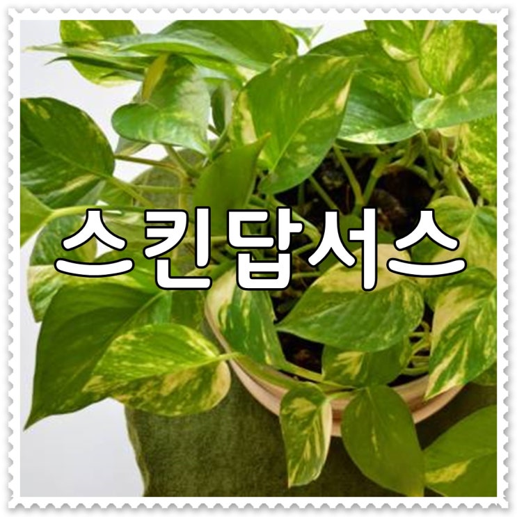 실내 공기정화 식물 스킨답서스 종류 엔조이 형광 키우기 분갈이 물주기 네이버 블로그