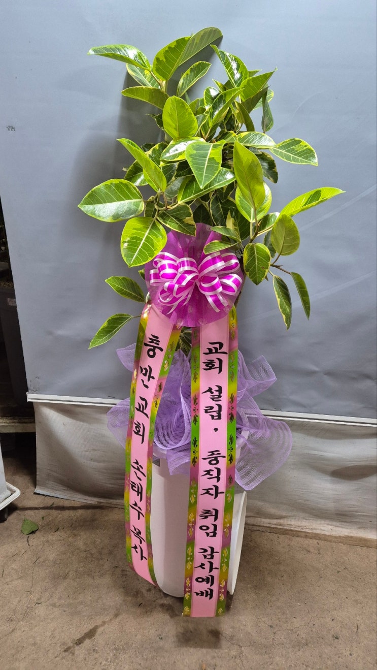 대구 개업화분 대구화분병원개업화분식당개업화분학원개업화분대구승진화분교회설립축하화분감사예배화분목사취임화분뱅갈고무