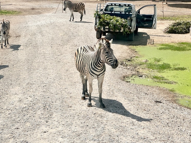 방콕 사파리월드 솔직 방문 후기 (택시 이용) : 네이버 블로그
