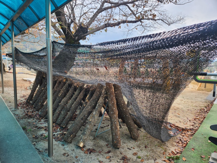 원목 표고버섯 키우기 체험 표고목 판매합니다 : 네이버 블로그