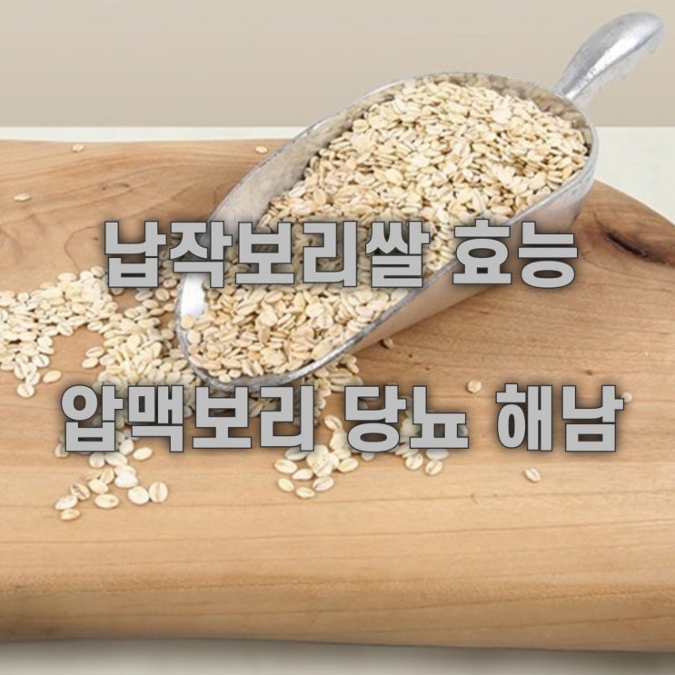 납작보리쌀 효능 압맥보리 당뇨 해남 : 네이버 블로그