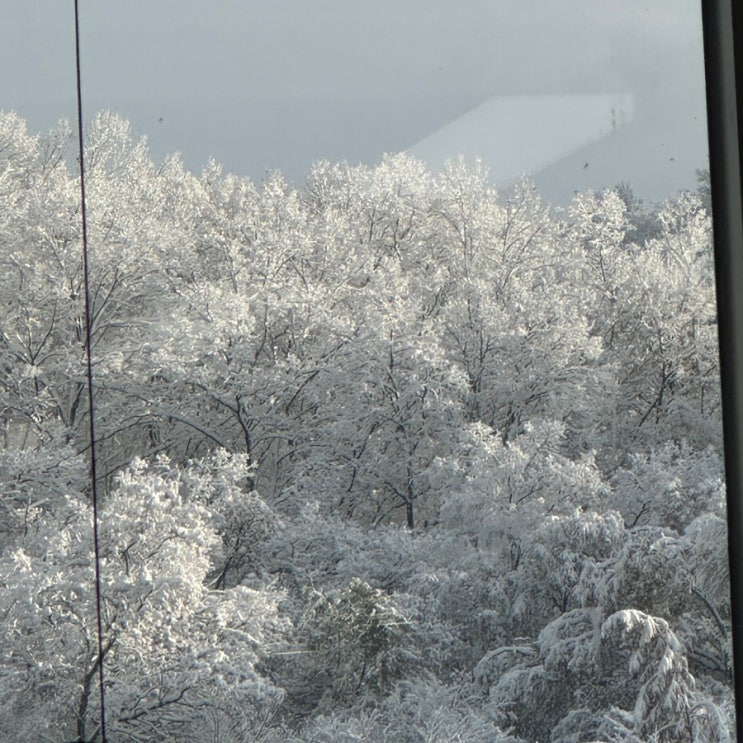 첫눈맞죠..? 첫눈이 폭설이라니 : 네이버 블로그
