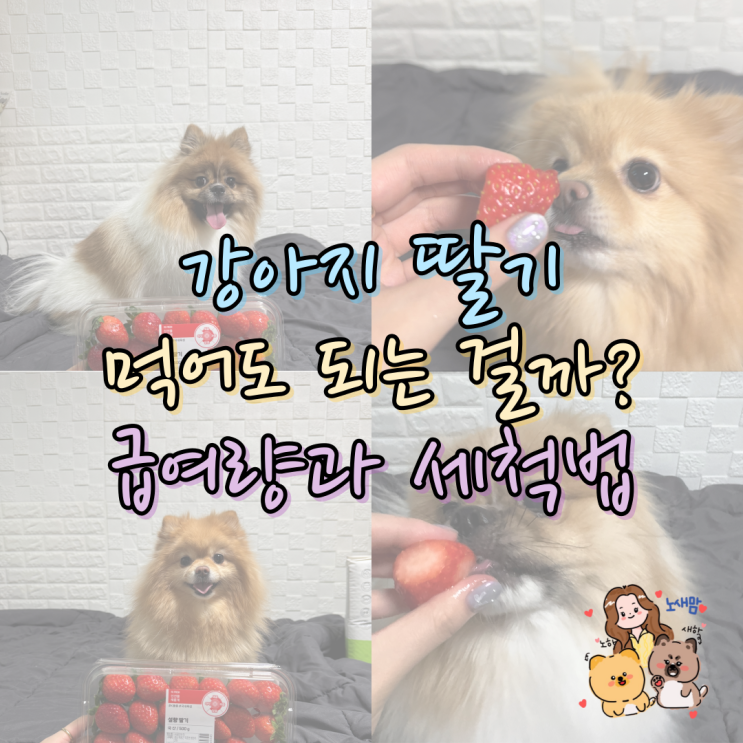 강아지딸기 먹어도되는걸까 급여량과 세척법에대해서 알아보기 네이버 블로그