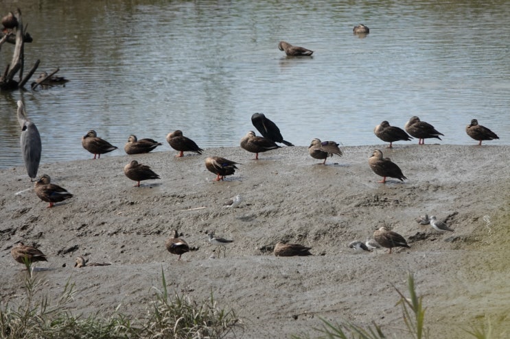 공릉천의 새 - 흰뺨검둥오리, 민물가마우지, 왜가리, 원앙, 해오라기, 저어새, 멧비둘기 : 네이버 블로그