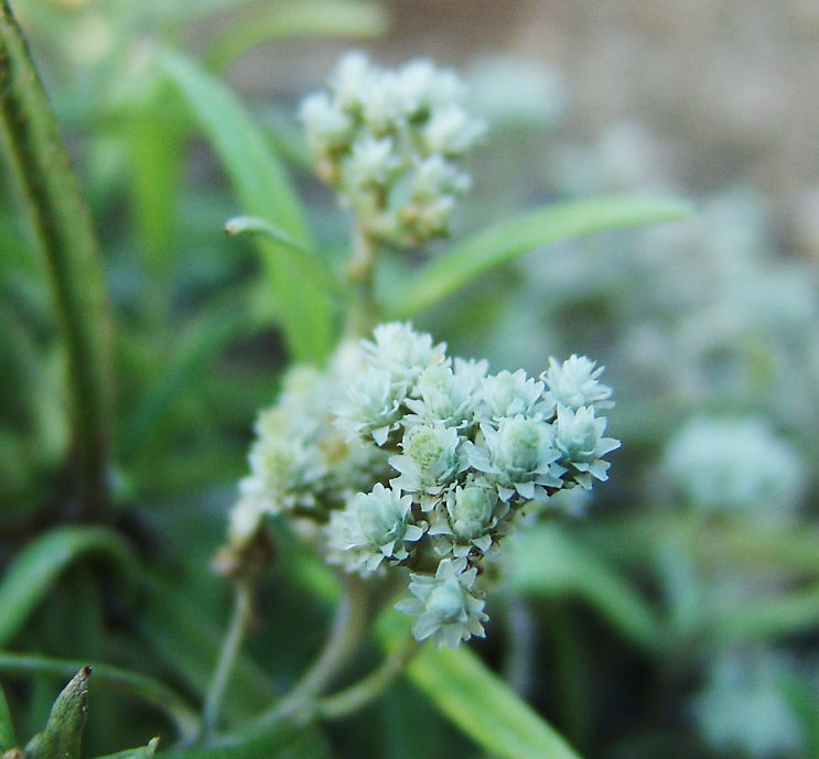 다북떡쑥 전통의 맛과 향을 지닌 우리나라 특산식물 : 네이버 블로그
