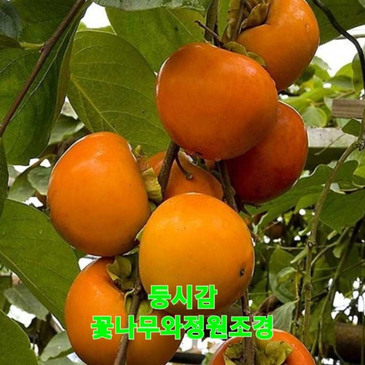 추위에 강한 감나무 묘목 결실주 성목 분달이 분묘 화분묘 판매합니다 둥시감나무 장준감나무 2025년 둥시감 장준감나무 묘목