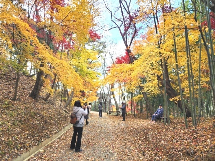 부산 기장 아홉산숲 대나무 숲길 걸으며 편백나무숲 보고 단풍볼 수 있으니 힐링여행하기조은곳 추천 네이버 블로그