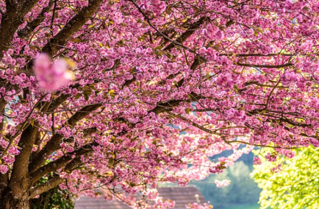 나태주 시 모음, 꽃 제목 35개 : 네이버 블로그