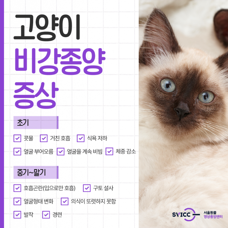 비강종양과 고양이항암치료: 반려묘 건강을 위한 소중한 정보 : 네이버 블로그