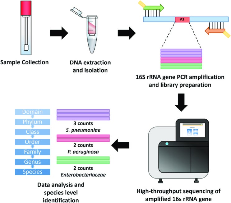 16S rRNA 유전자 시퀀싱의 원리, 단계, 응용 : 네이버 블로그
