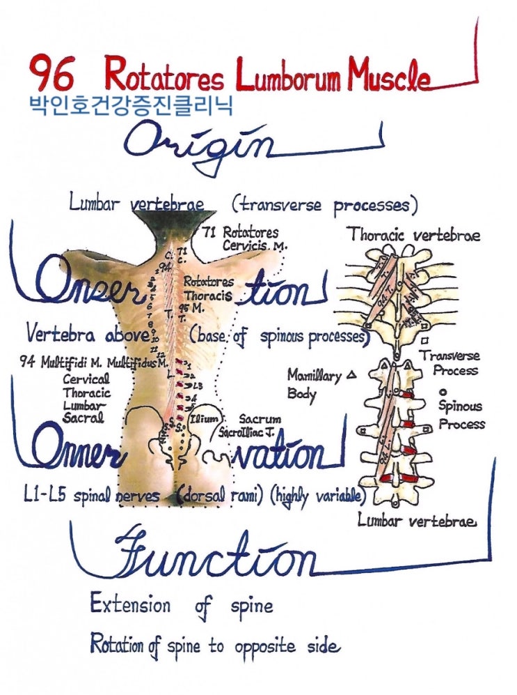 기능해부학 ⭐️96 허리돌림근 ; 요회선근 Rotatores Lumborum Muscle : 네이버 블로그