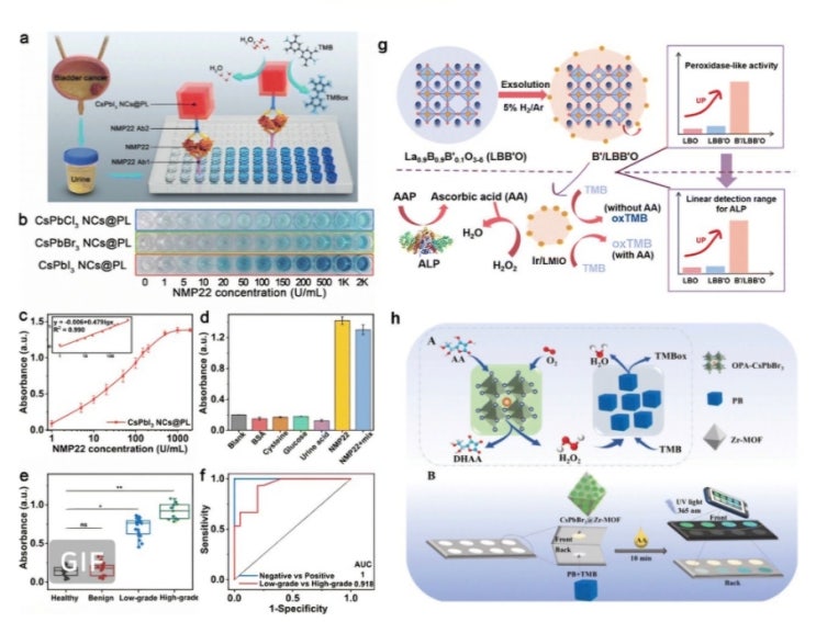 NMP22(Nuclear Matrix Protein 22) 검사 방광암 진단 종양표지자 검사란? : 네이버 블로그