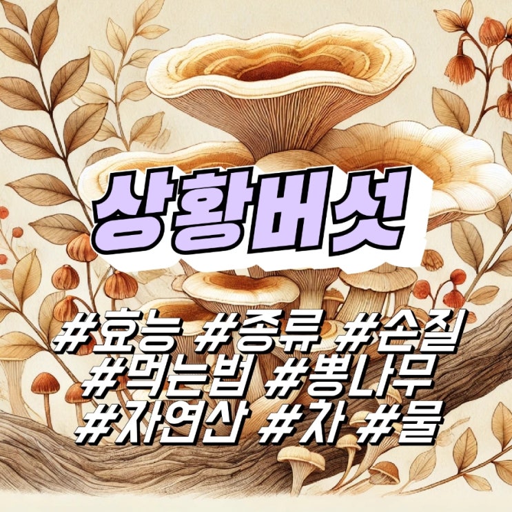 상황버섯 효능 종류 손질 및 먹는방법 자연산 뽕나무 상황버섯차 물 네이버 블로그