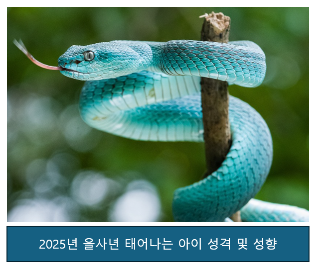 2025년 을사년 청사의 해 뱀띠 푸른 뱀의 해 태어나는 아이의 성격 및 성향 어울리는 직업군 뱀띠 시작 기준 : 네이버 블로그