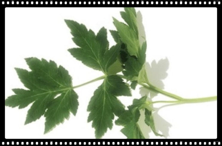 신선초의 효능 어떨까? : 네이버 블로그