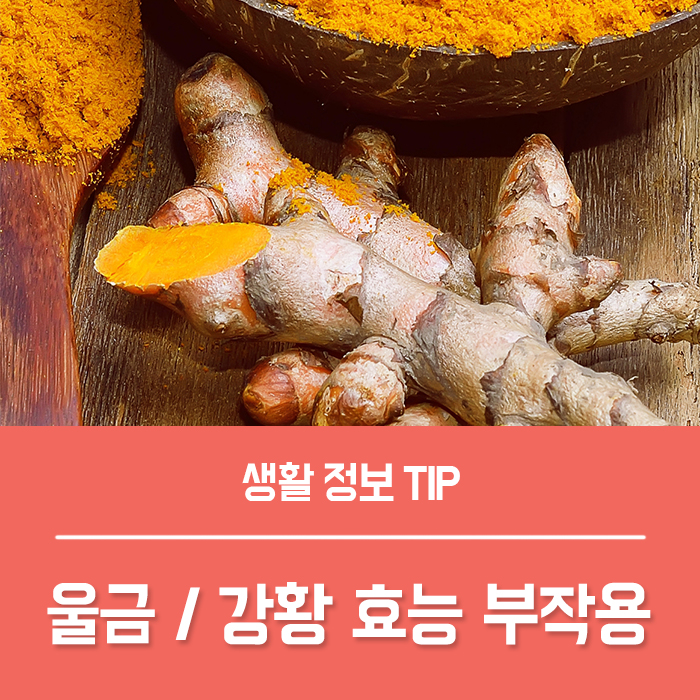 울금효능 확인했어요 강황가루의 효능 울금과 강황의 차이 커큐민 강황환 울금환 먹는방법은 네이버 블로그