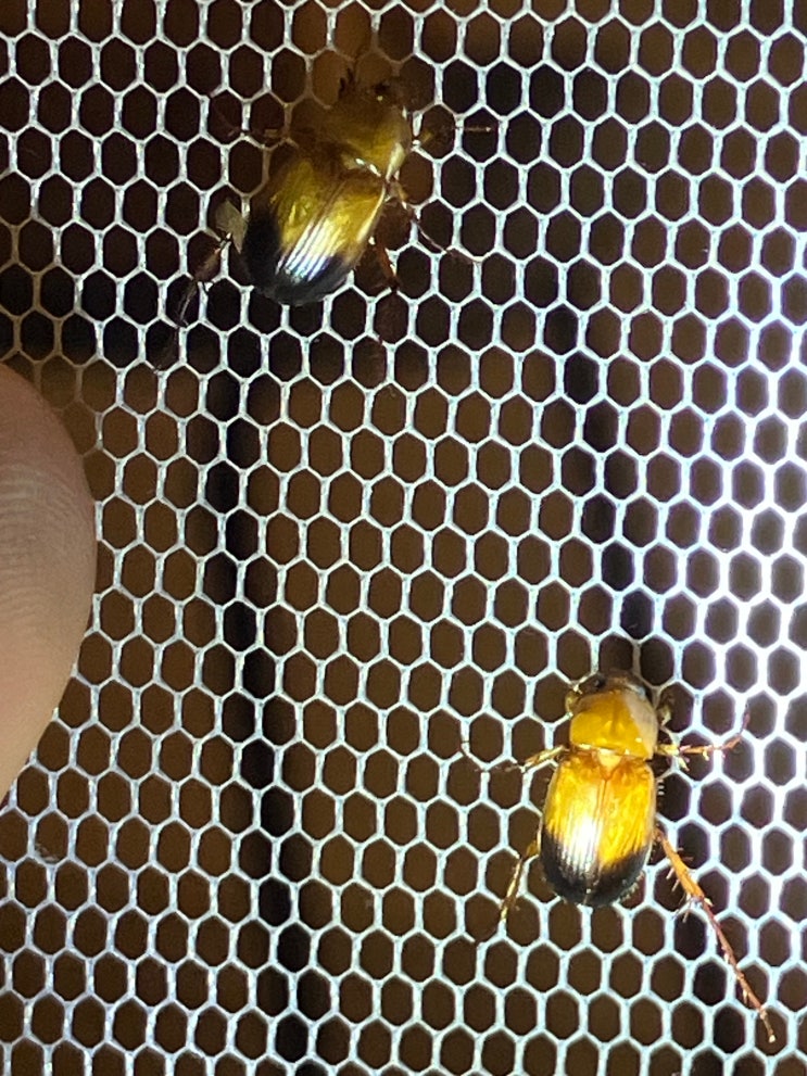 뉴질랜드 한밤중에 딱딱이들. Beetles of Midnight in NZ : 네이버 블로그