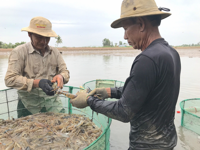 Ben Tre: Agricultural extension boosts rice-shrimp areas : 네이버 블로그