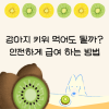강아지 키위 먹어도 될까 안전하게 급여하는 방법 네이버 블로그