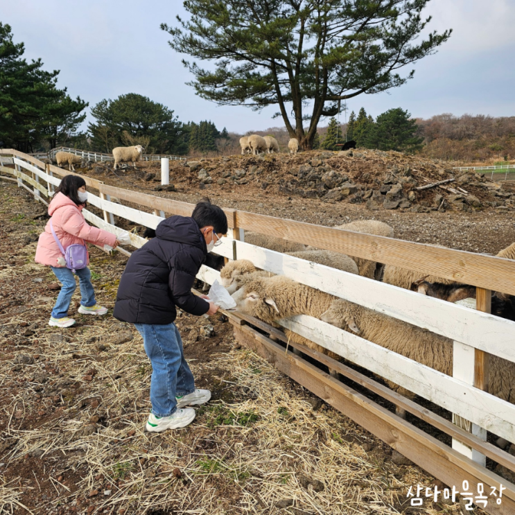 제주양떼목장 조천 삼다마을목장 아이랑가볼만한곳 네이버 블로그