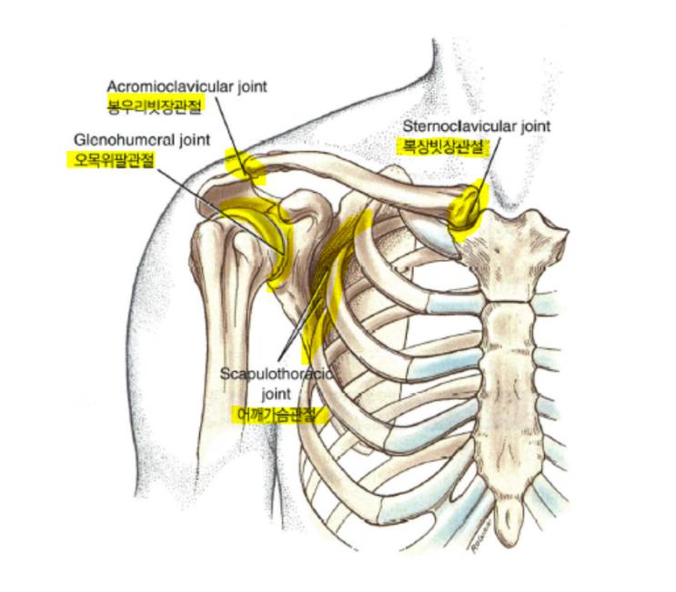 [어깨관절복합체] 4가지 관절 : GH-joint AC-joint SC-joint ST-joint 개념정리 : 네이버 블로그