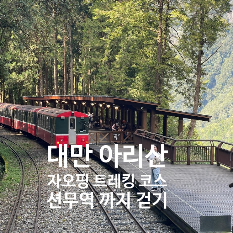 24.11 [대만 아리산] 아리산 트레킹, 일출 후기. 아리산 버스타고 자오핑 Chaoping 이동후 트레킹/ 산림열차 타고 ...