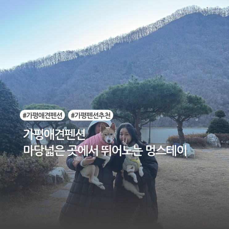 가평애견펜션 마당넓은 곳에서 뛰어노는 멍스테이 네이버 블로그